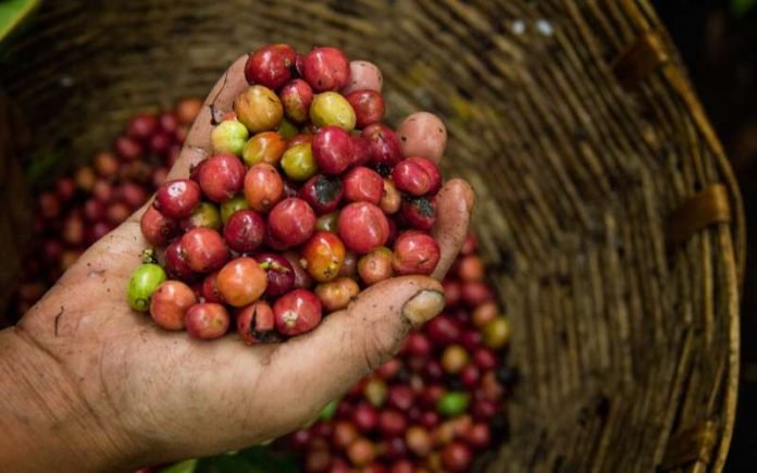 La semilla mejorada por NESCAFÉ® para la cosecha de café