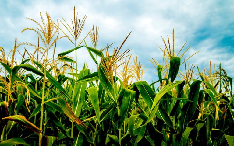 Cargill México invita al premio anual "Cargill-CIMMYT a la Seguridad ...
